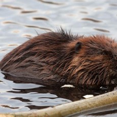 Meet the nature – Eastern Poland